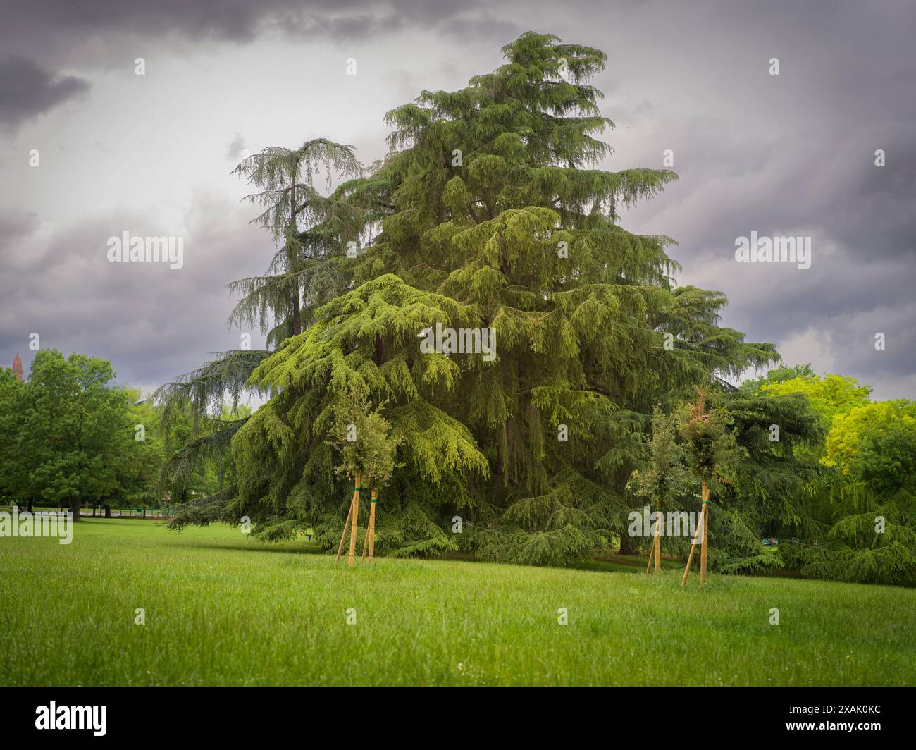 Italy, Bologna, Giardini Margherita, Group of trees Stock Photo - Alamy