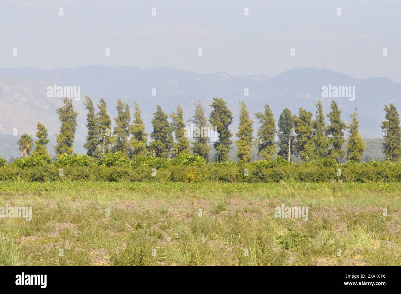 Trees in a line Stock Photo - Alamy