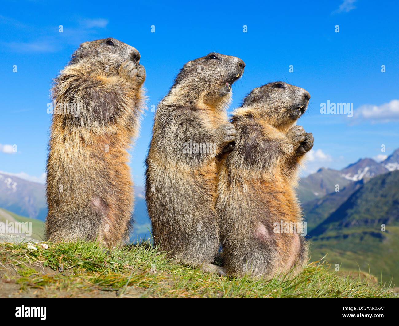 Alpine marmot (Marmota marmota), three marmots standing in a row in a ...