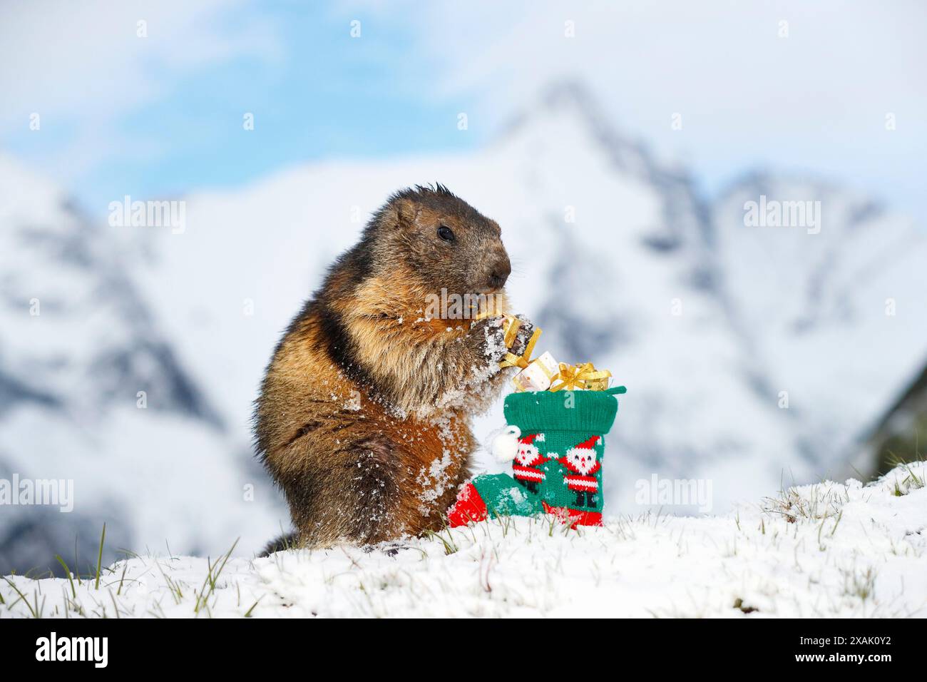 Alpine marmot (Marmota marmota), marmot standing in front of the snow ...