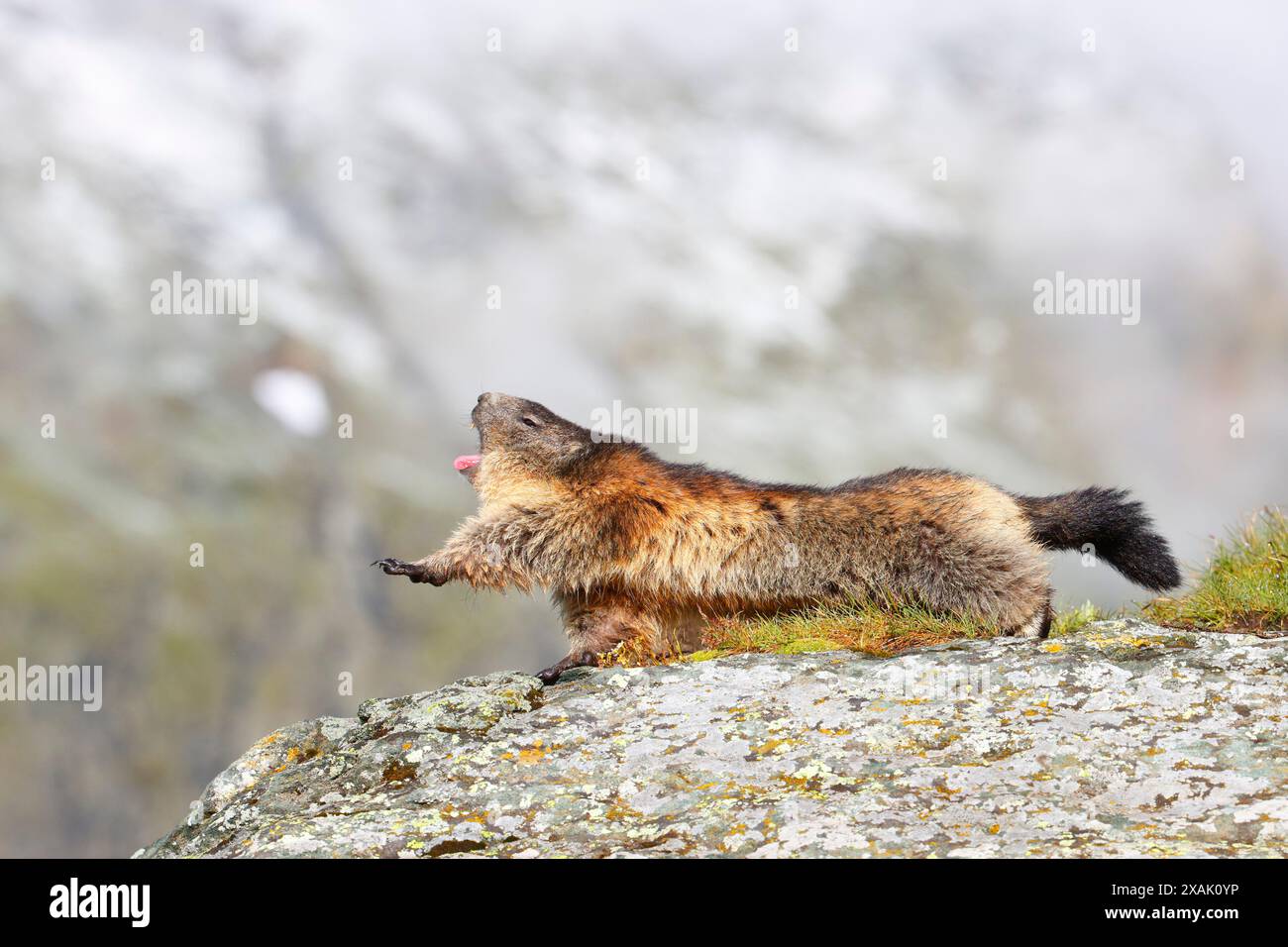 Alpine marmot (Marmota marmota), marmot stretches out on rock with one ...