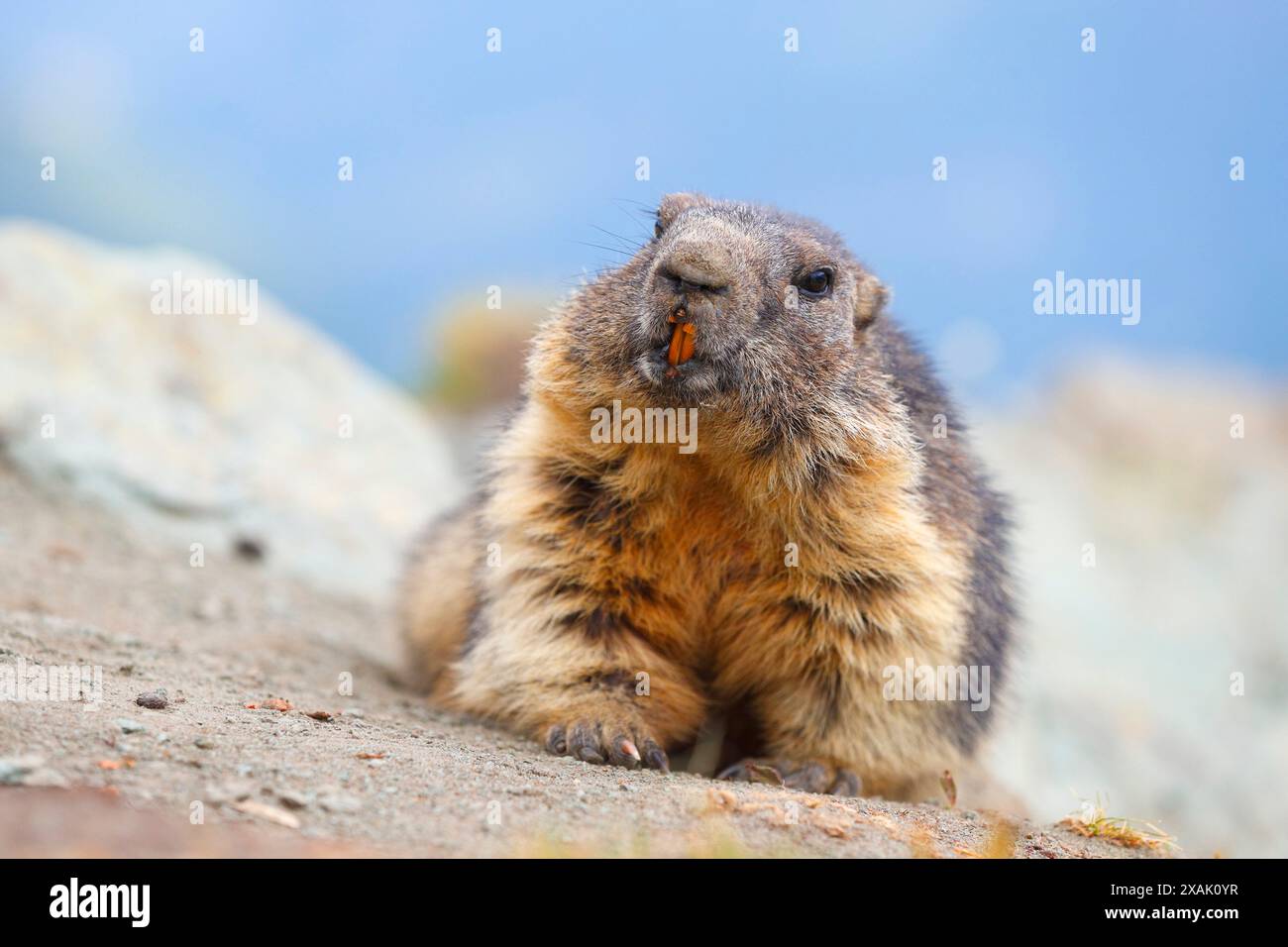 Alpine marmot (Marmota marmota), marmot sitting on a burrow and looking ...