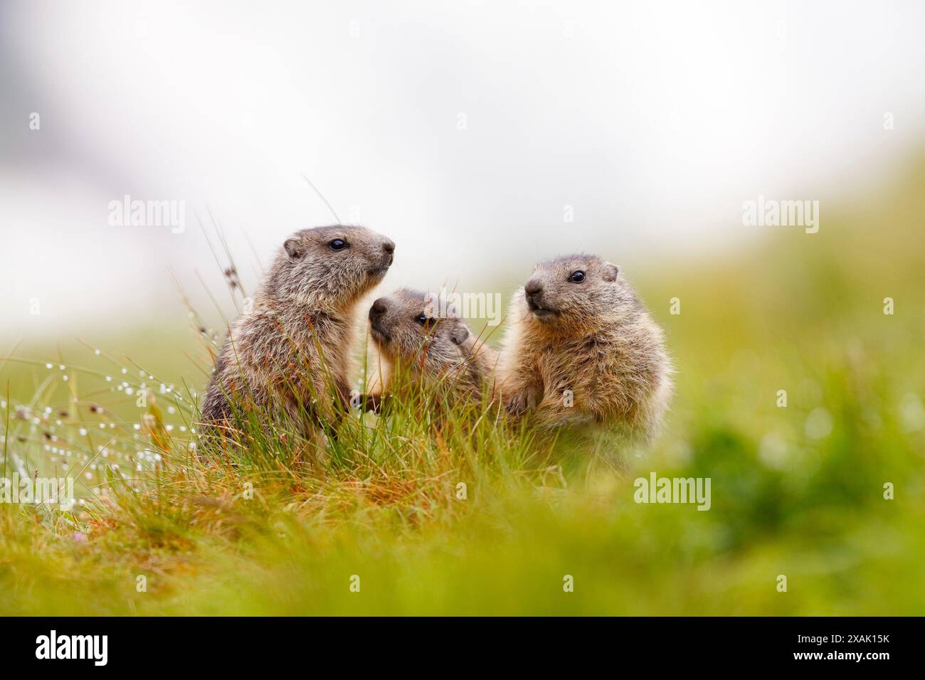 Alpine marmot (Marmota marmota), three young animals at the burrow in ...
