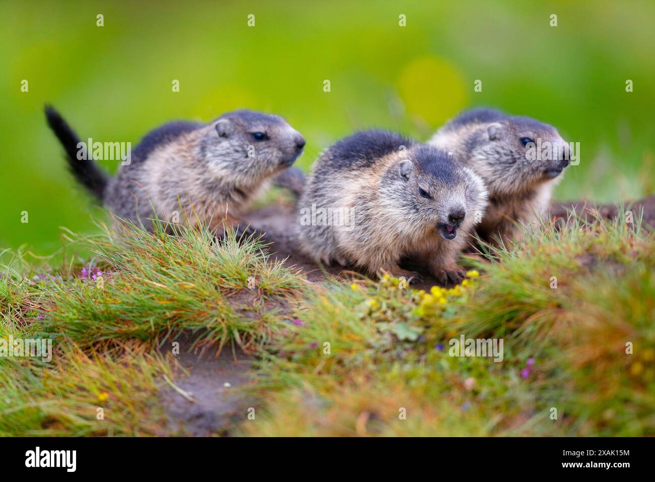 Alpine marmot (Marmota marmota), three young animals at the burrow in ...