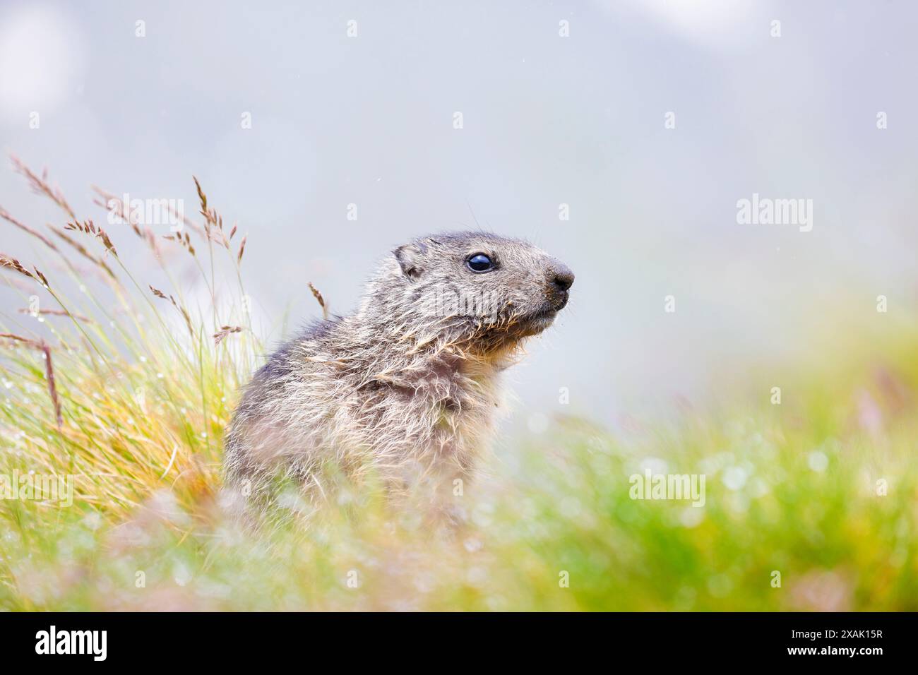 Alpine marmot (Marmota marmota), young marmot in a mountain meadow Stock Photo - Alamy