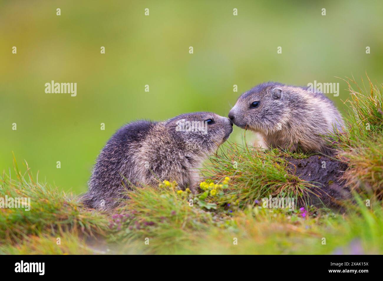Alpine marmot (Marmota marmota), two young animals greet each other nose to nose at the burrow ...