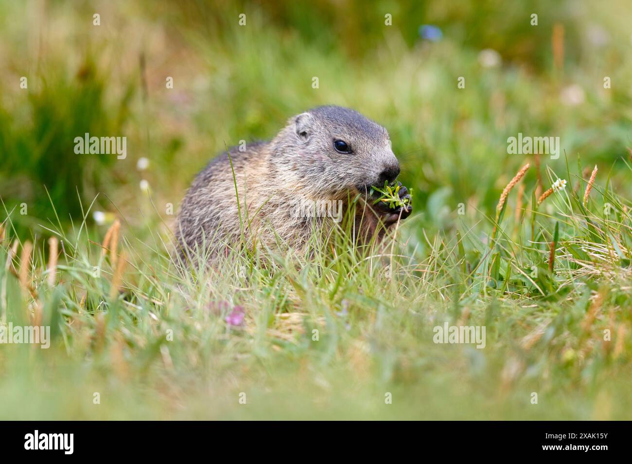 Alpine marmot (Marmota marmota), young animal sits in mountain meadow ...