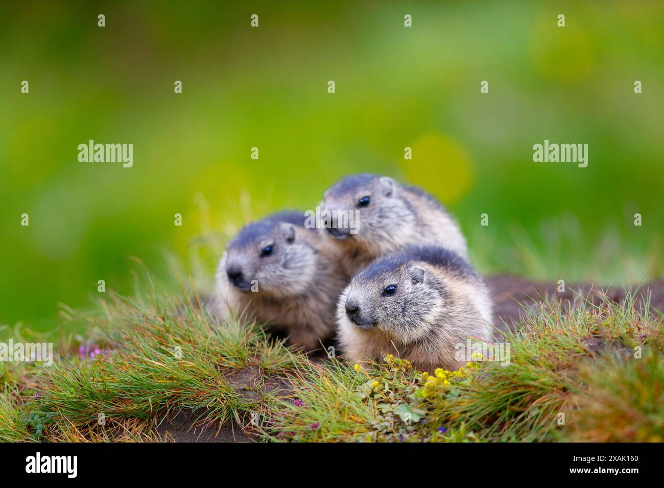 Alpine marmot (Marmota marmota), three young animals at the burrow in ...