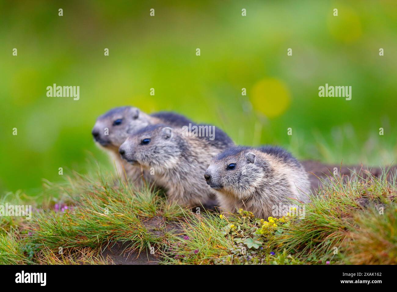 Alpine marmot (Marmota marmota), three young animals at the burrow in ...