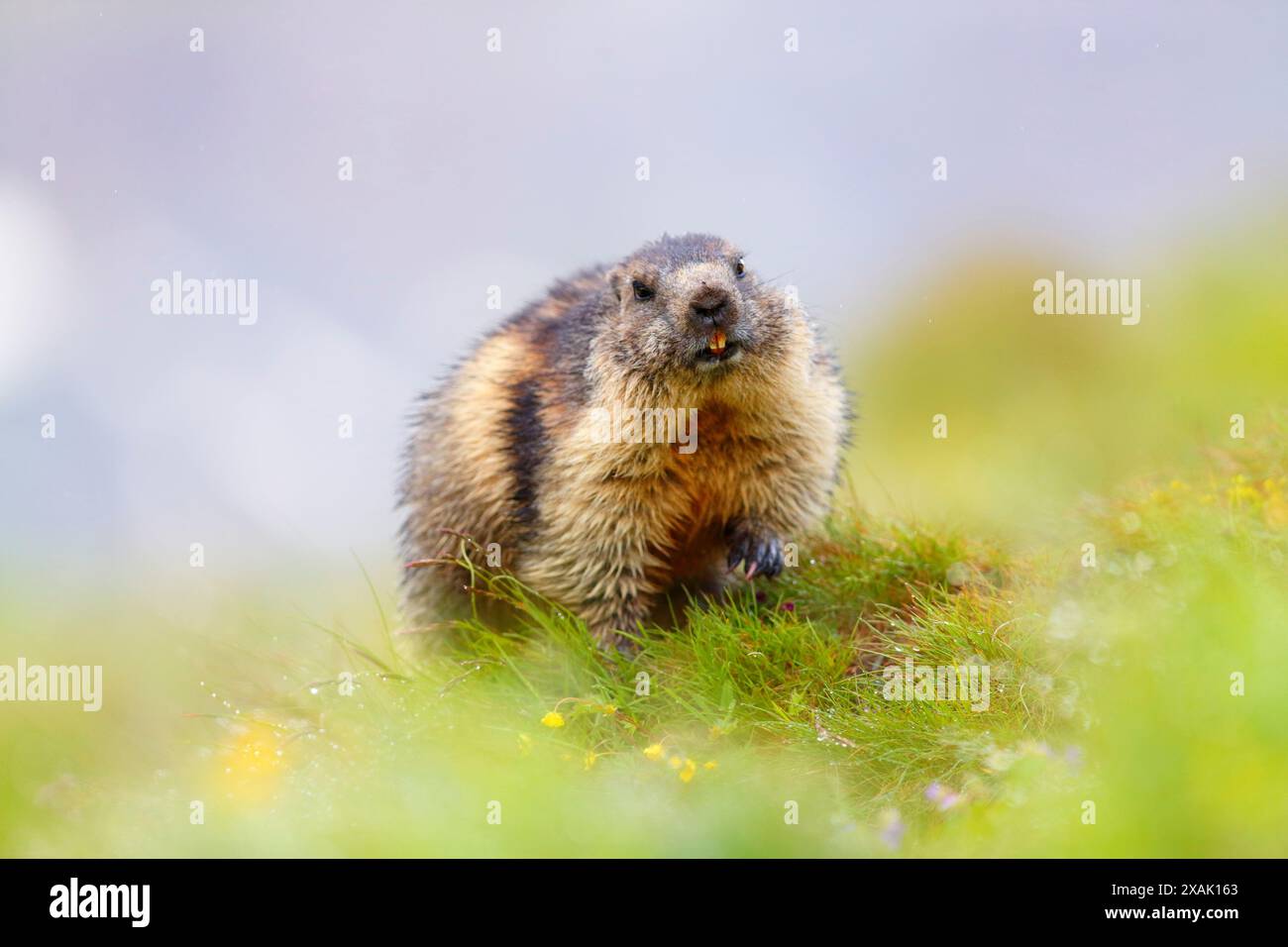 Alpine marmot (Marmota marmota), marmot sitting in a mountain meadow Stock Photo - Alamy