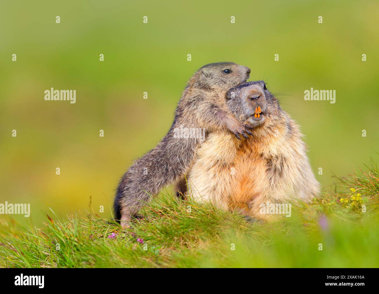 Alpine marmot (Marmota marmota), young animal hugging mother in front ...
