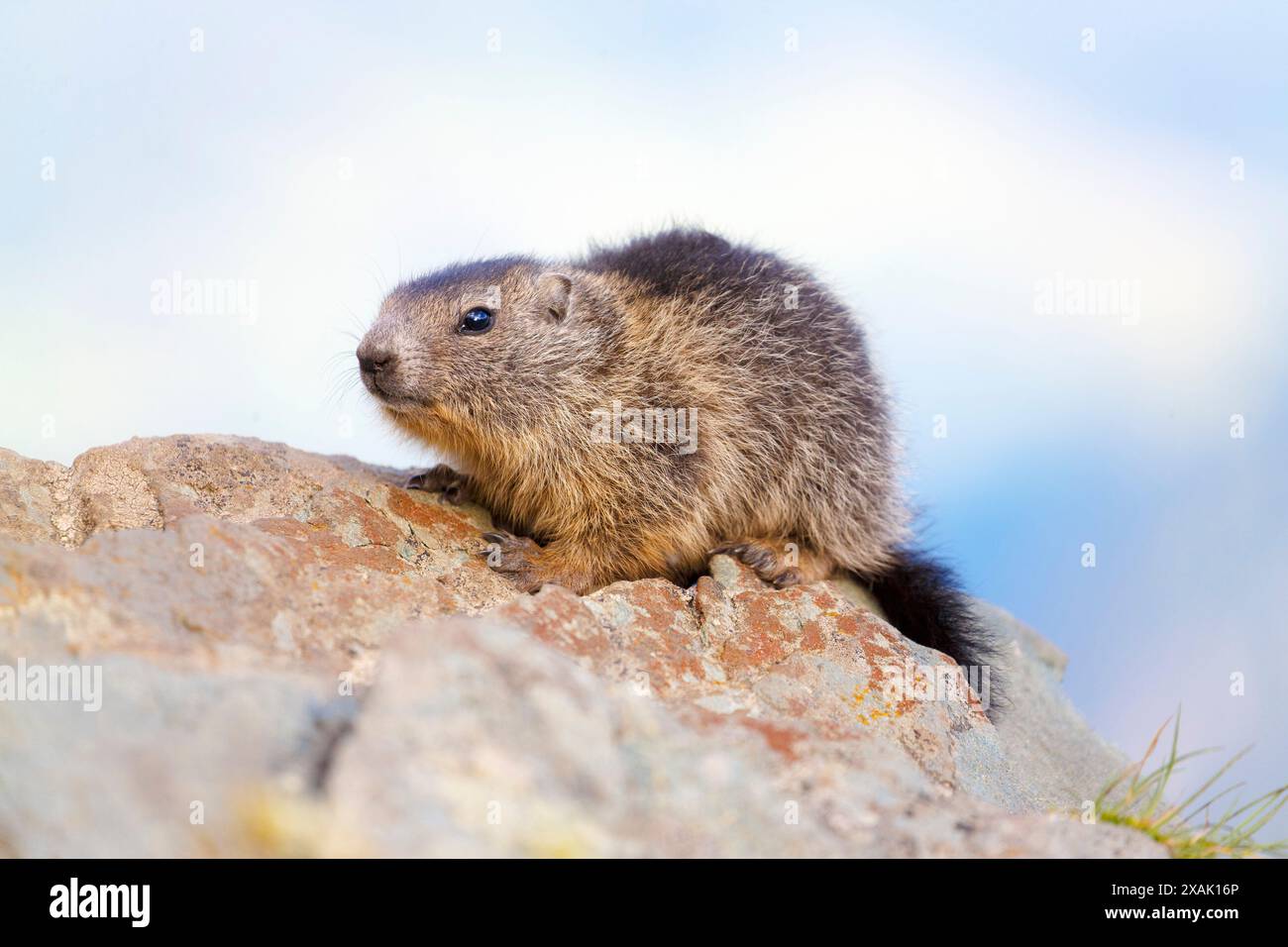 Alpine marmot (Marmota marmota), Young marmot sitting on rock Stock ...