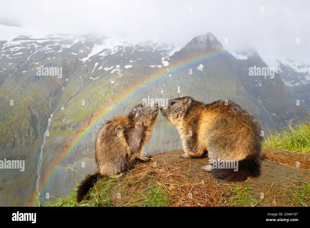 Alpine marmot (Marmota marmota), two marmots sit opposite each other at the burrow over which a ...