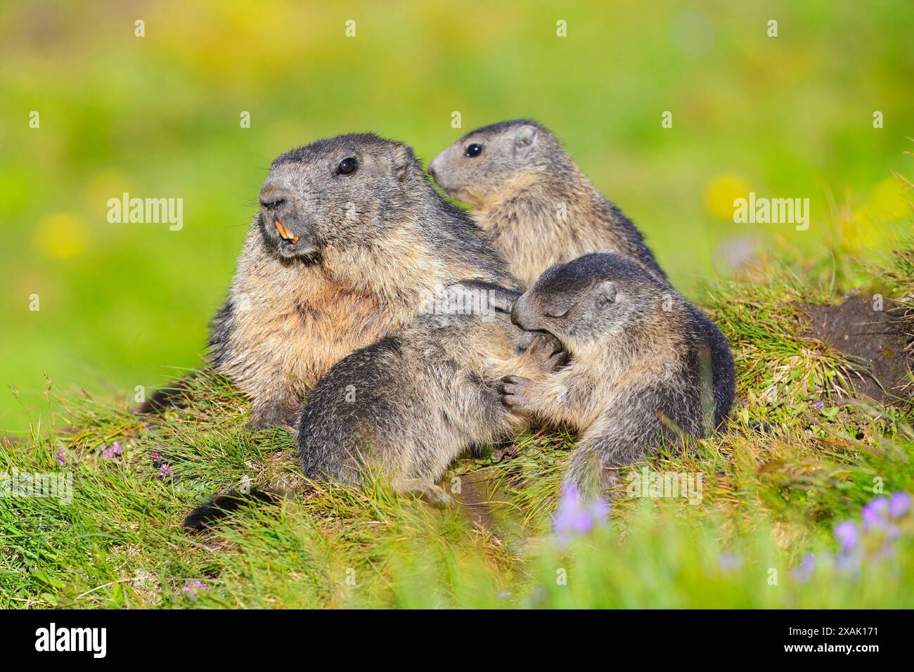 Alpine marmot (Marmota marmota), old animal surrounded by three young ...