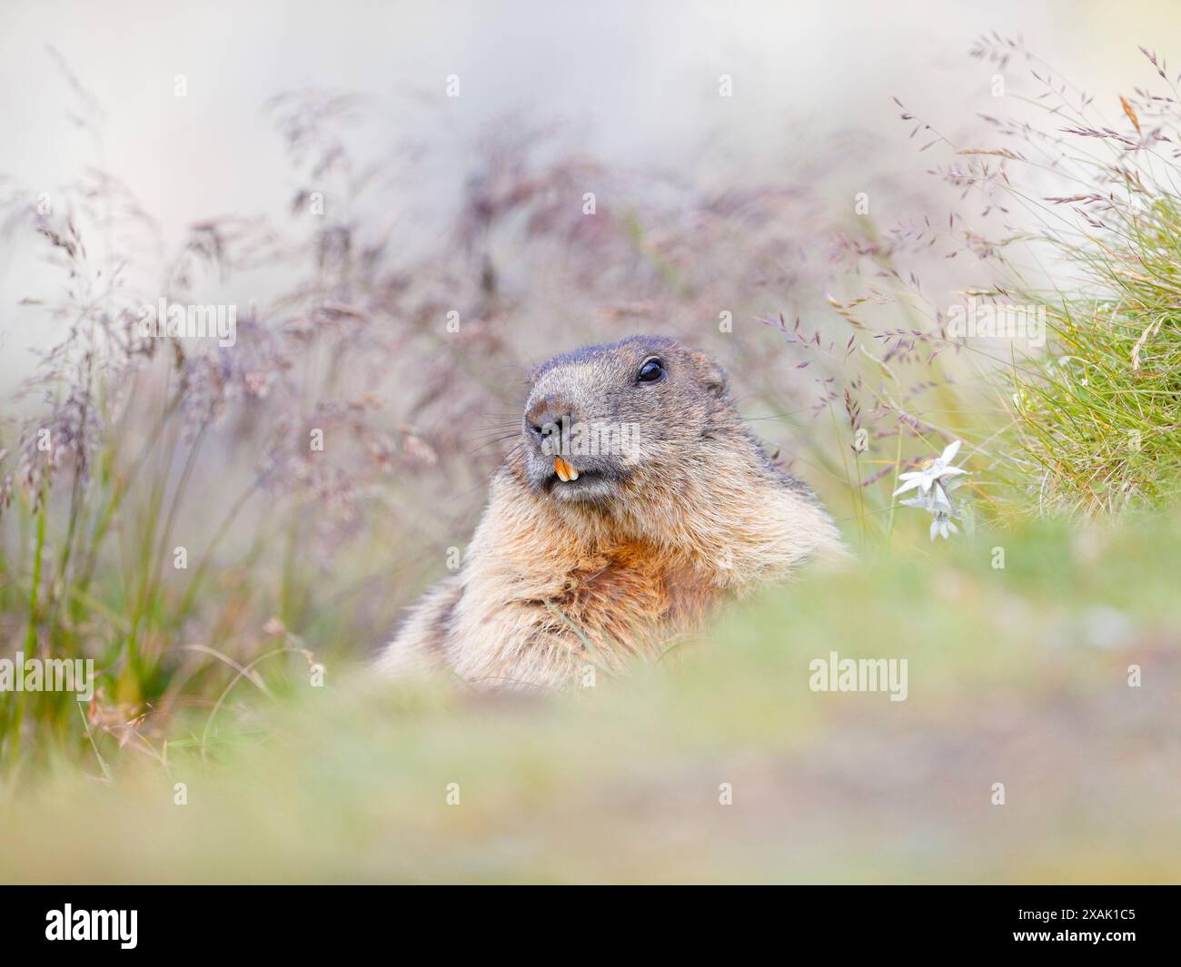 Alpine marmot (Marmota marmota), marmot sitting in mountain meadow next ...