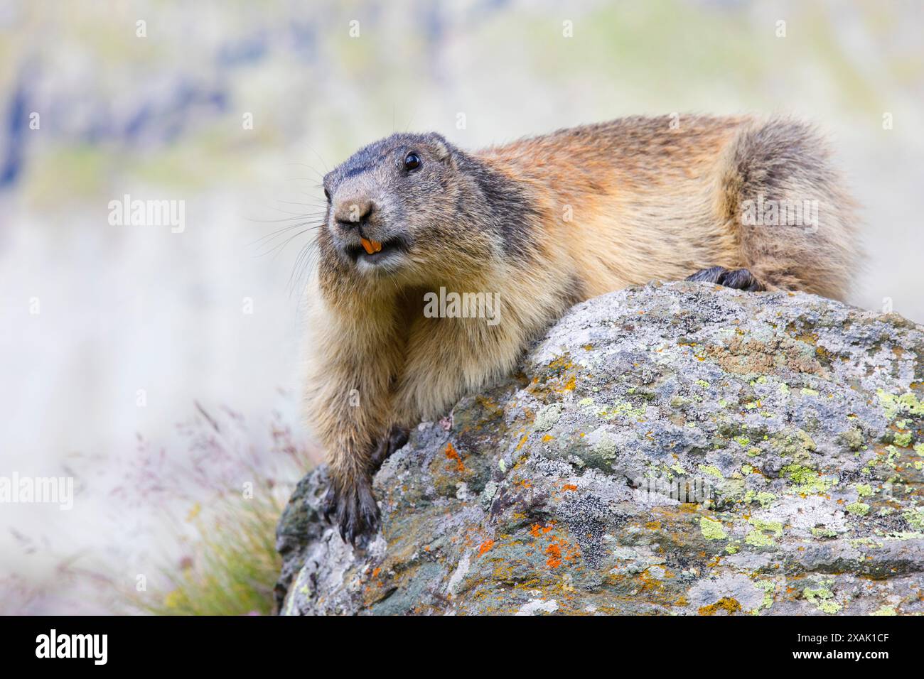 Alpine marmot (Marmota marmota), marmot sitting in mountain meadow Stock Photo - Alamy