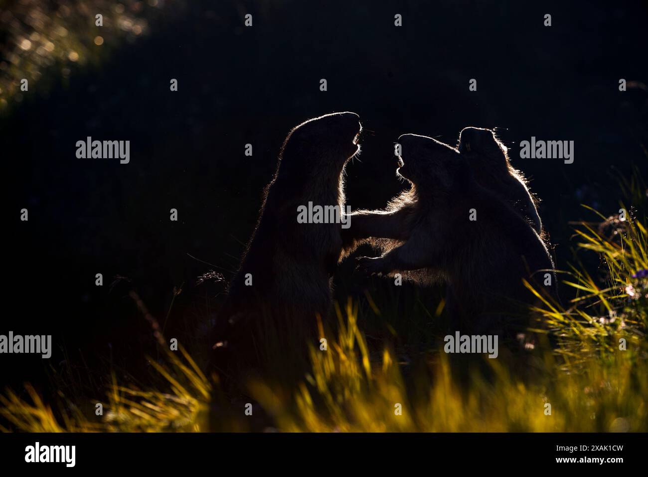 Alpine marmot (Marmota marmota), three marmots fighting in backlight ...