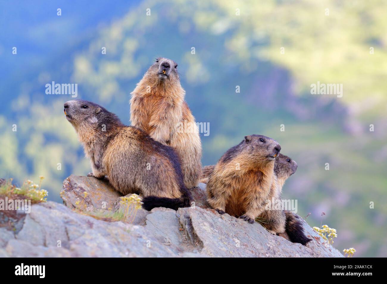 Marmot group hi-res stock photography and images - Alamy