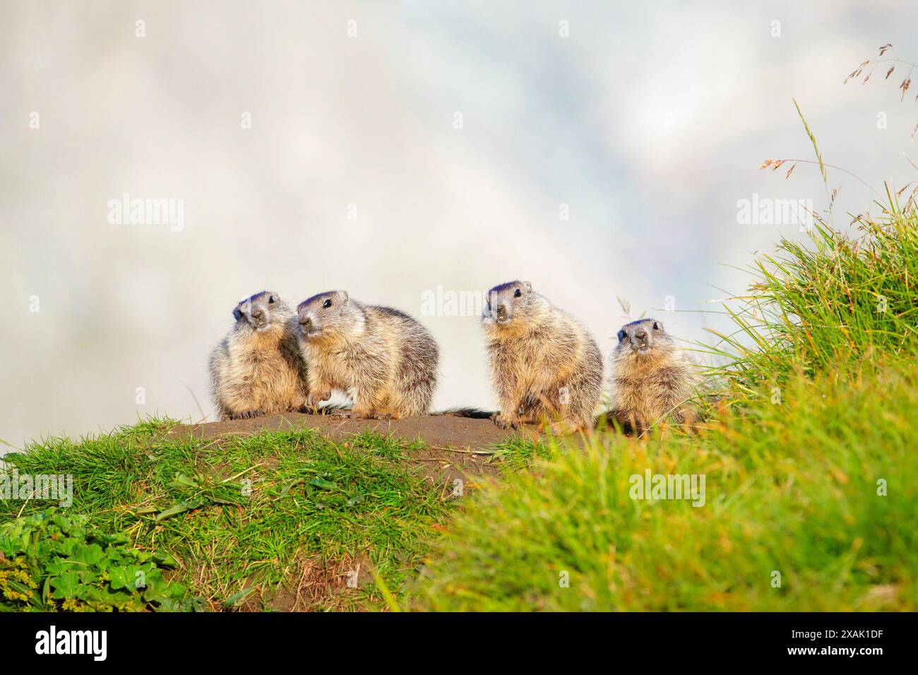 Alpine marmot (Marmota marmota), four young animals next to each other ...