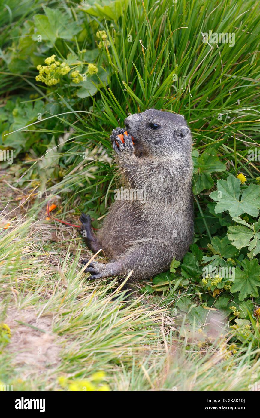 Alpine marmot (Marmota marmota), young marmot in sitting position eating a piece of carrot Stock ...