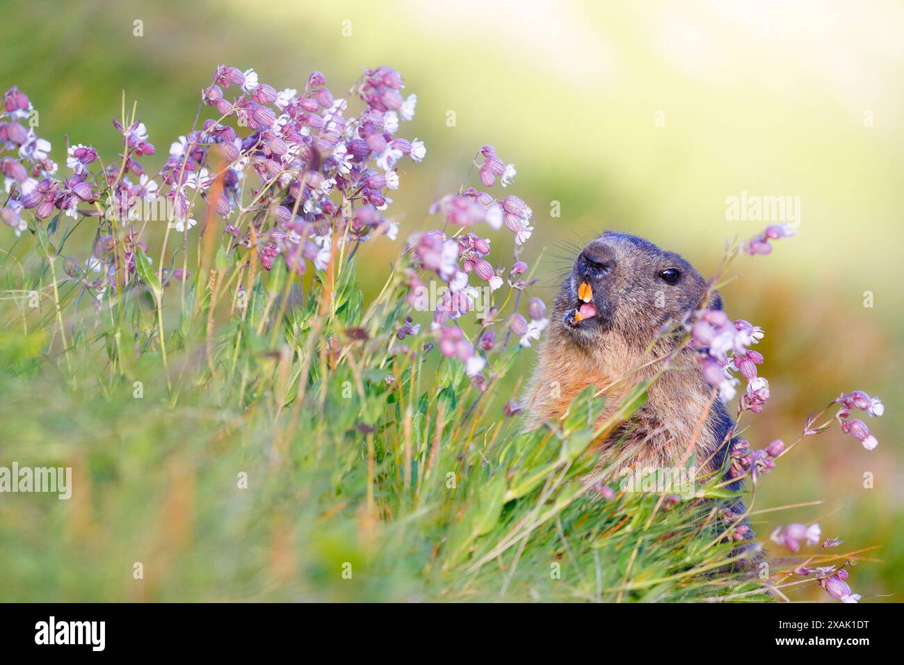 Alpine marmot (Marmota marmota), marmot behind a cinquefoil bush with ...