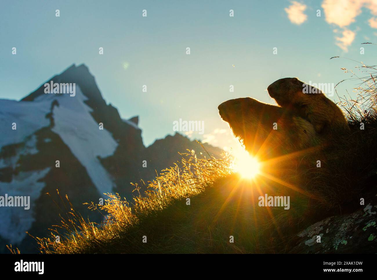 Alpine marmot (Marmota marmota), two marmots in the setting sun backlit ...