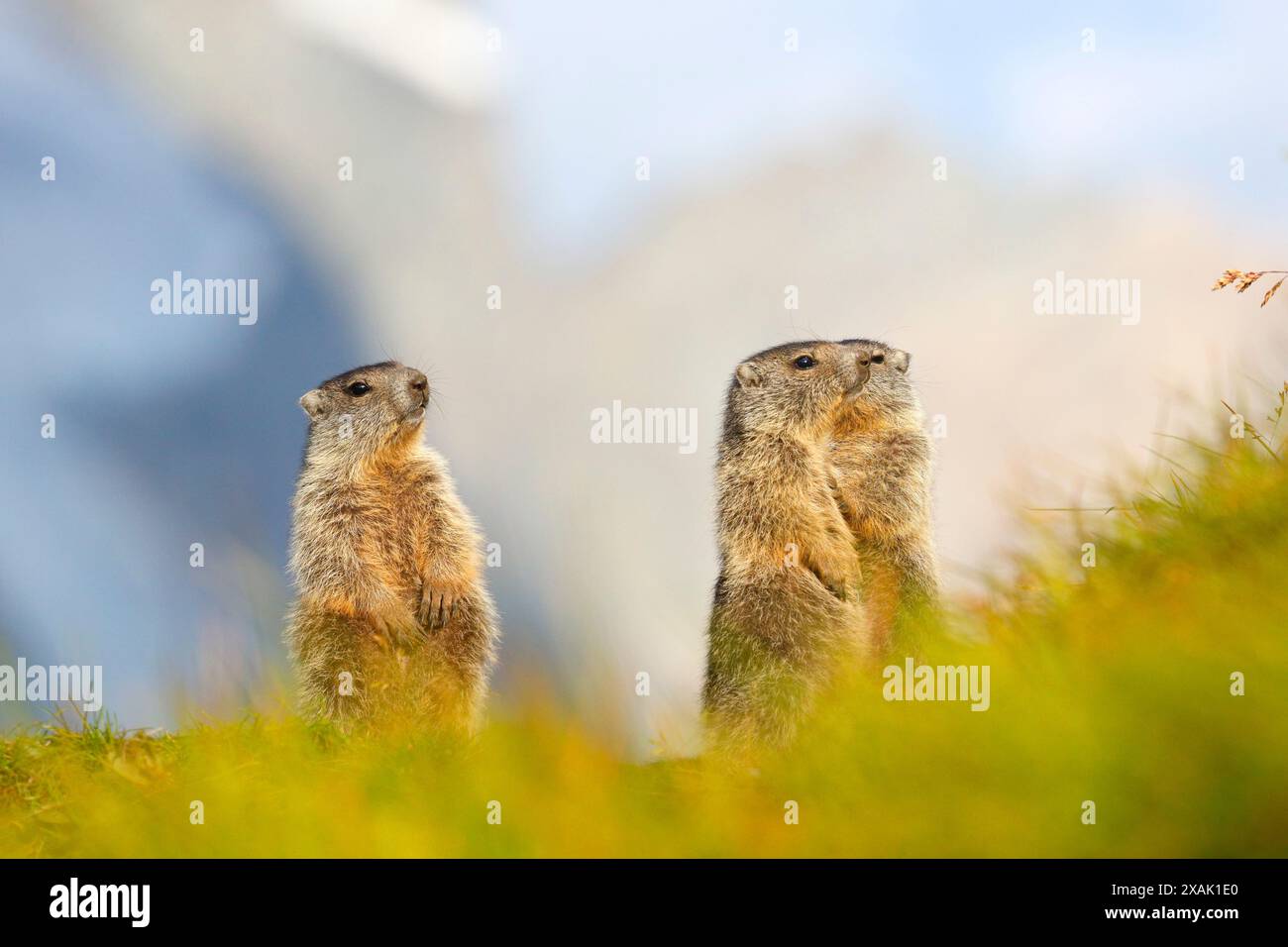 Alpine marmot (Marmota marmota), three young animals next to each other ...