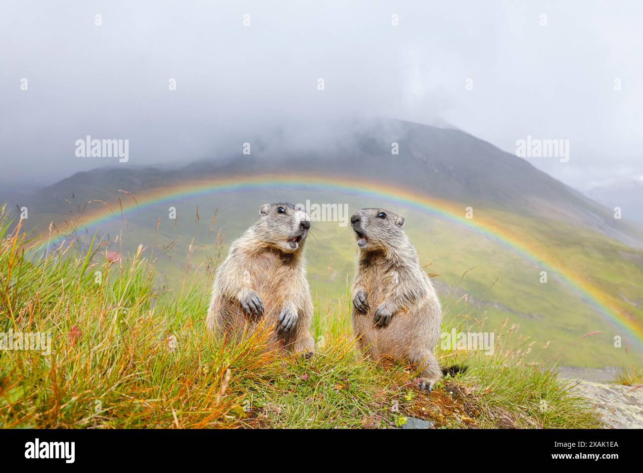 Alpine marmot (Marmota marmota), two young marmots standing next to ...