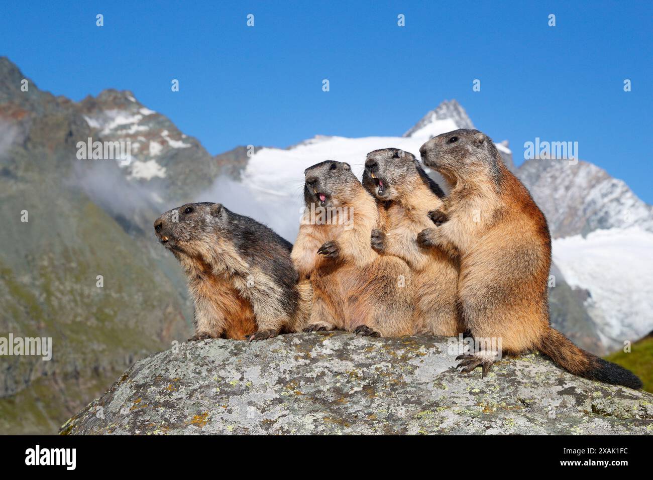 Alpine marmot (Marmota marmota), a group of marmots sitting next to ...
