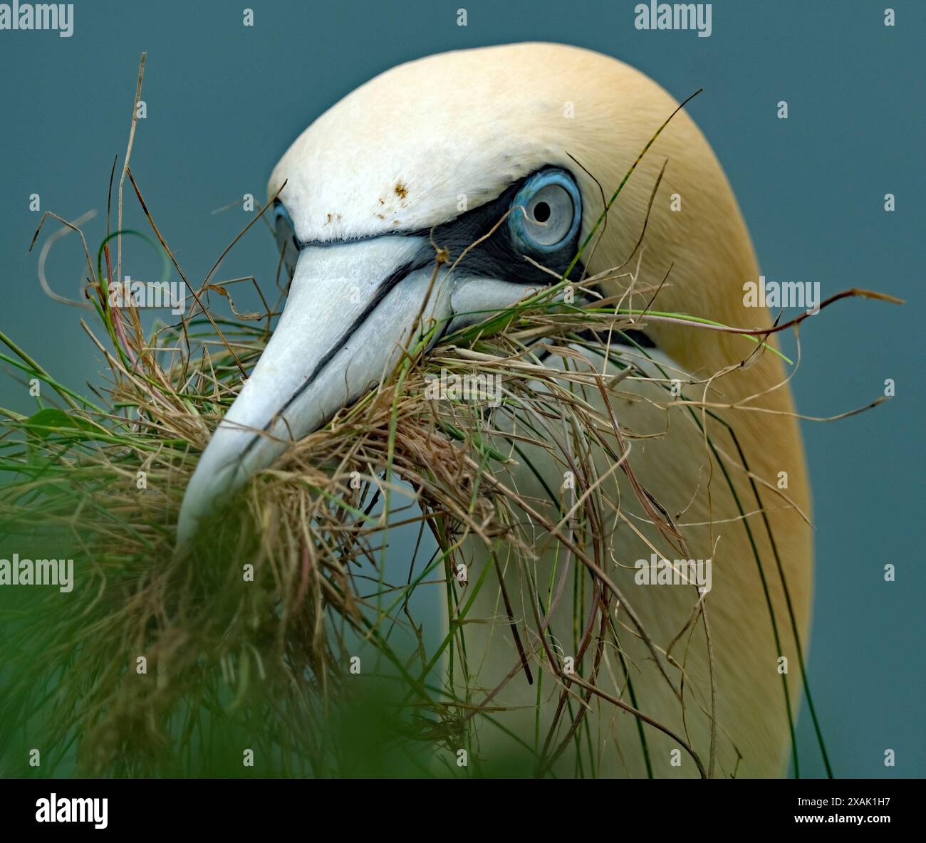 Gannets are seabirds comprising the genus Morus in the family Sulidae ...