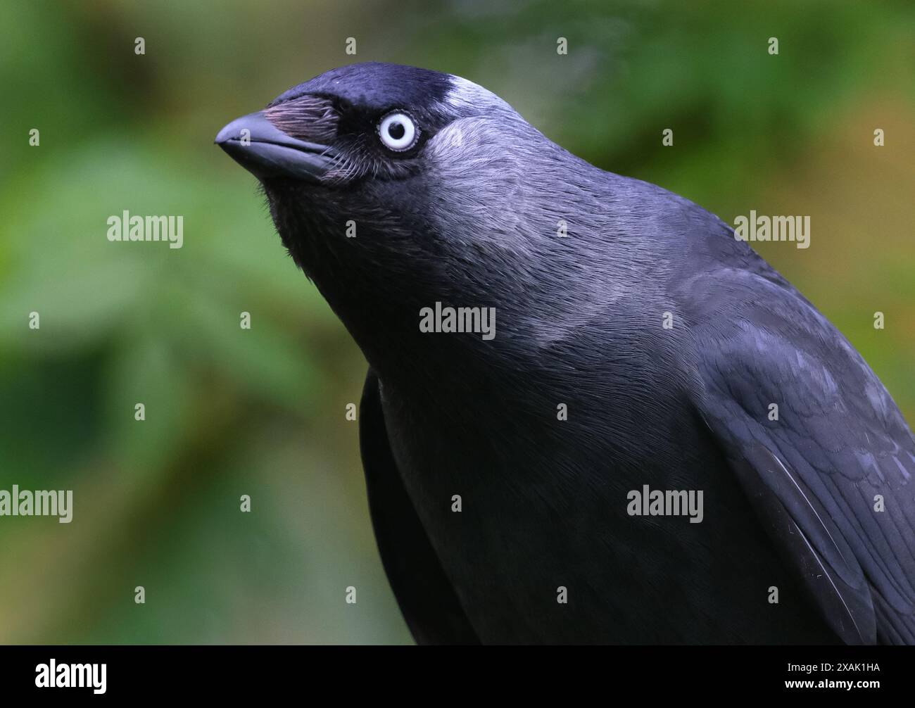Jackdaws are smaller than crows or rooks hi-res stock photography and ...