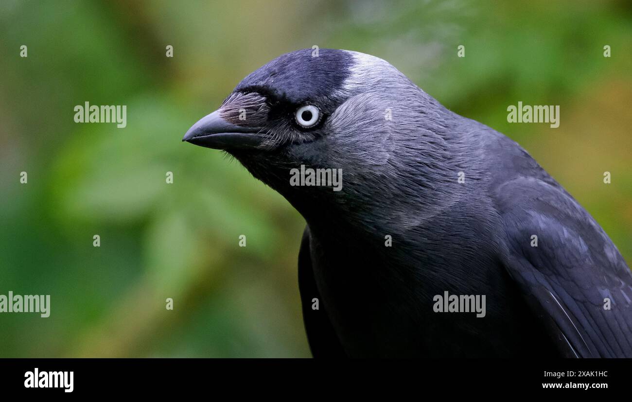 Jackdaws are smaller than crows or rooks hi-res stock photography and ...