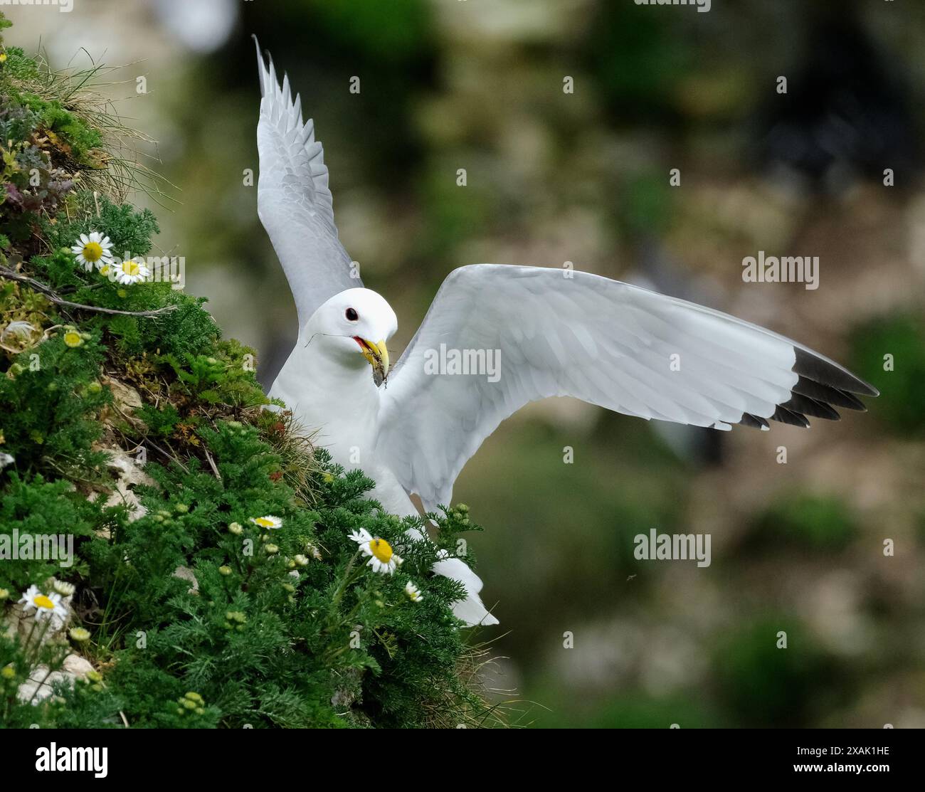 The kittiwakes are two closely related seabird species in the gull family Laridae, the black ...