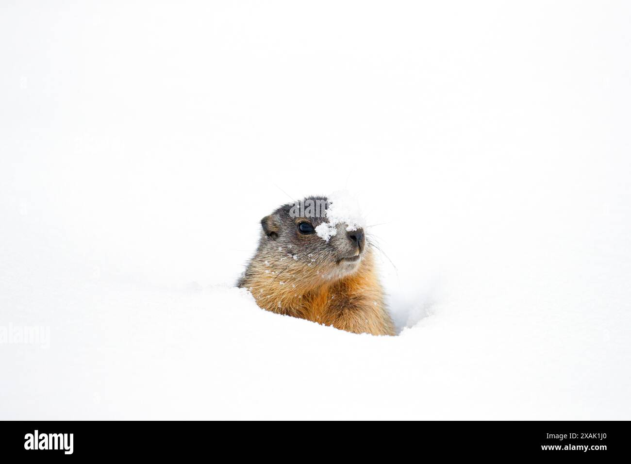 Snow on the nose hi-res stock photography and images - Alamy