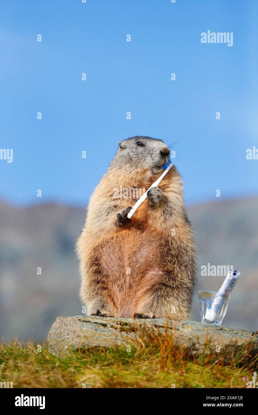 Alpine marmot (Marmota marmota), marmot with toothbrush brushing its ...