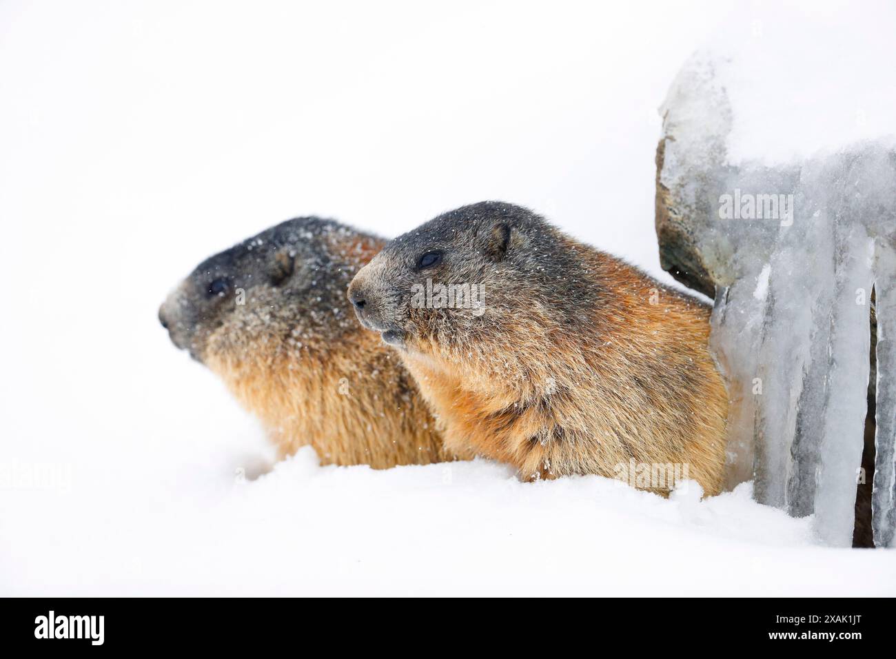 Alpine marmot (Marmota marmota), two marmots looking out of burrow entrance covered with icicles ...