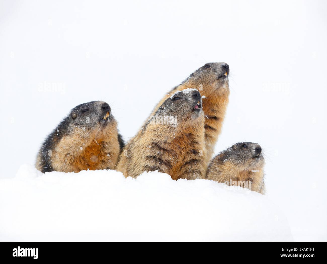Alpine marmot (Marmota marmota), four marmots in the snow shy parallel ...