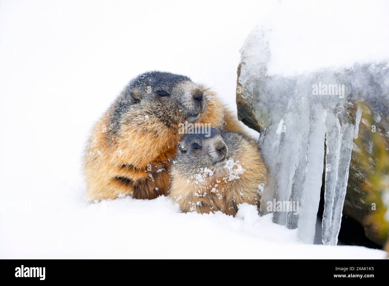 Alpine marmot (Marmota marmota), marmot and young animal looking out of ...