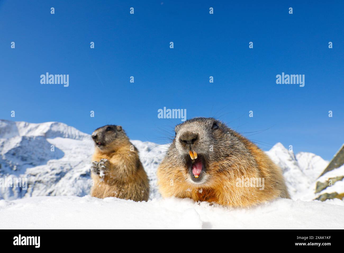 Alpine marmot (Marmota marmota), two marmots in the snow under a blue ...