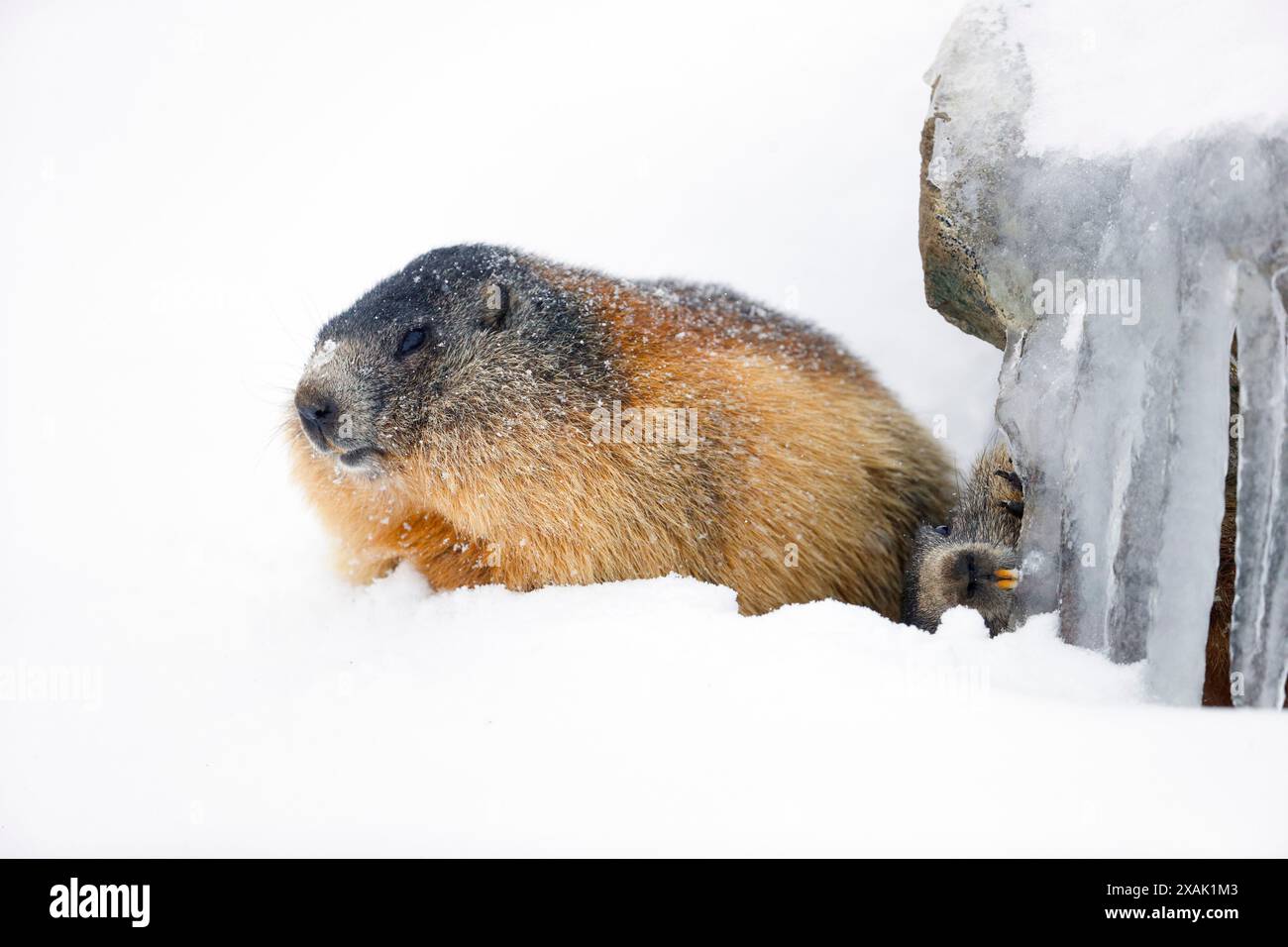 Alpine marmot (Marmota marmota), marmot looks out of burrow entrance ...