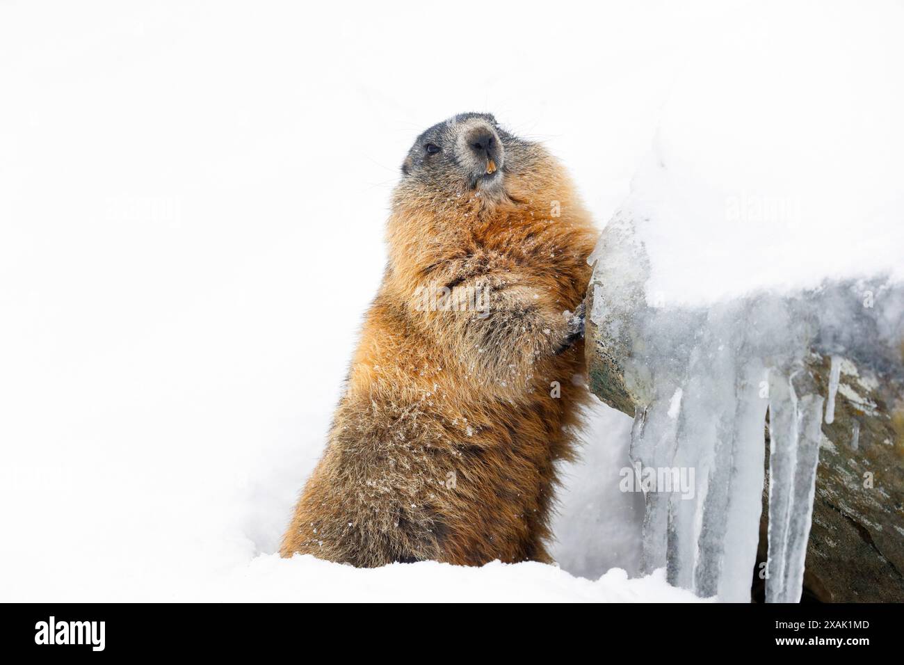 Alpine marmot (Marmota marmota), marmot looks out of burrow entrance ...