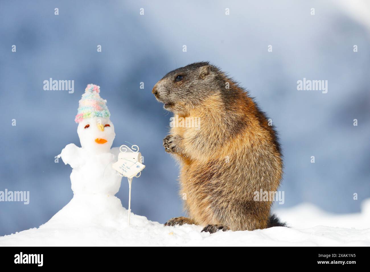 Alpine marmot (Marmota marmota), young marmot with letters in hand ...