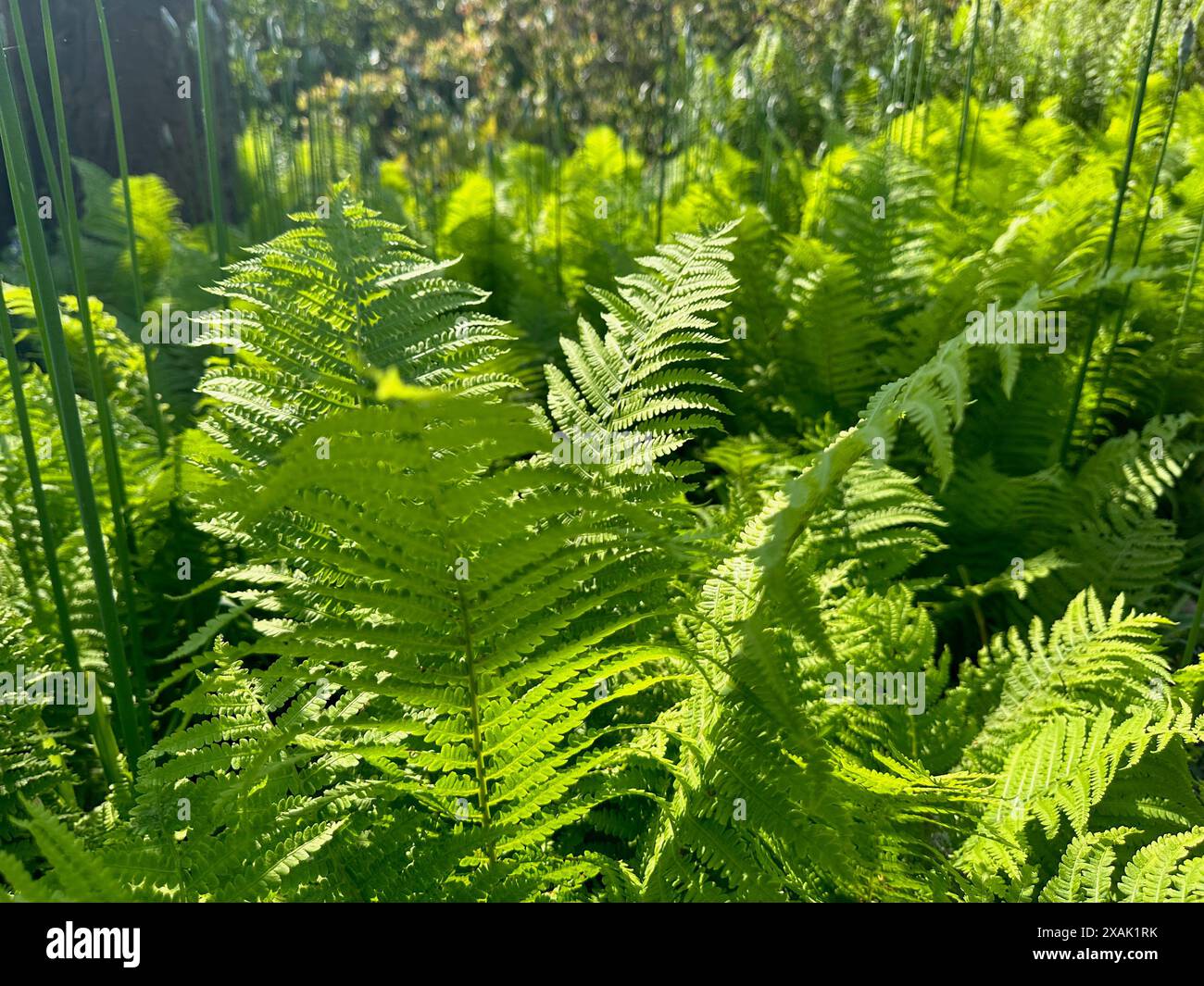 Beautiful fern plants growing in botanical garden Stock Photo - Alamy
