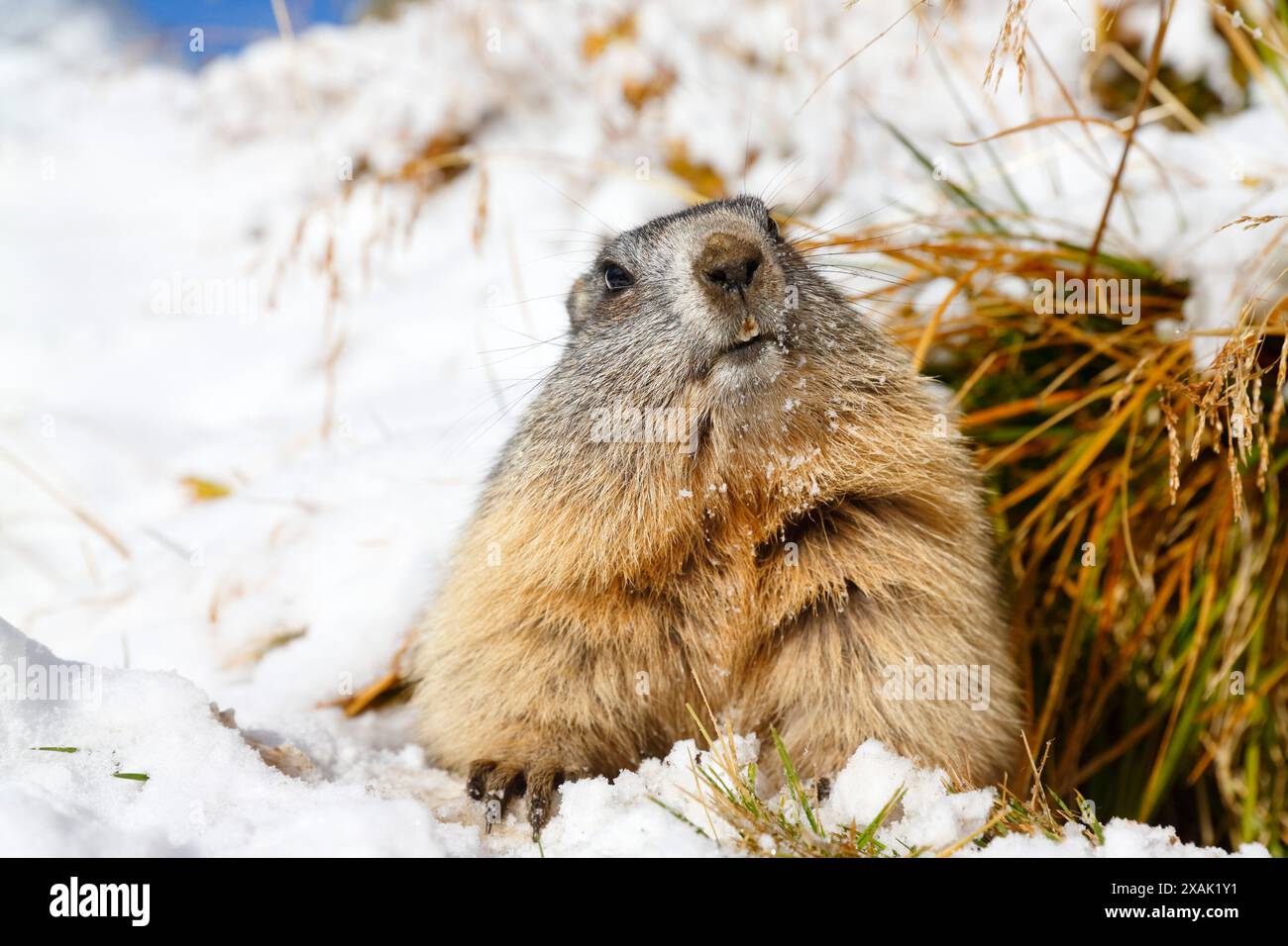 Alpine marmot (Marmota marmota), marmot looks out of burrow in snowy landscape with open mouth ...