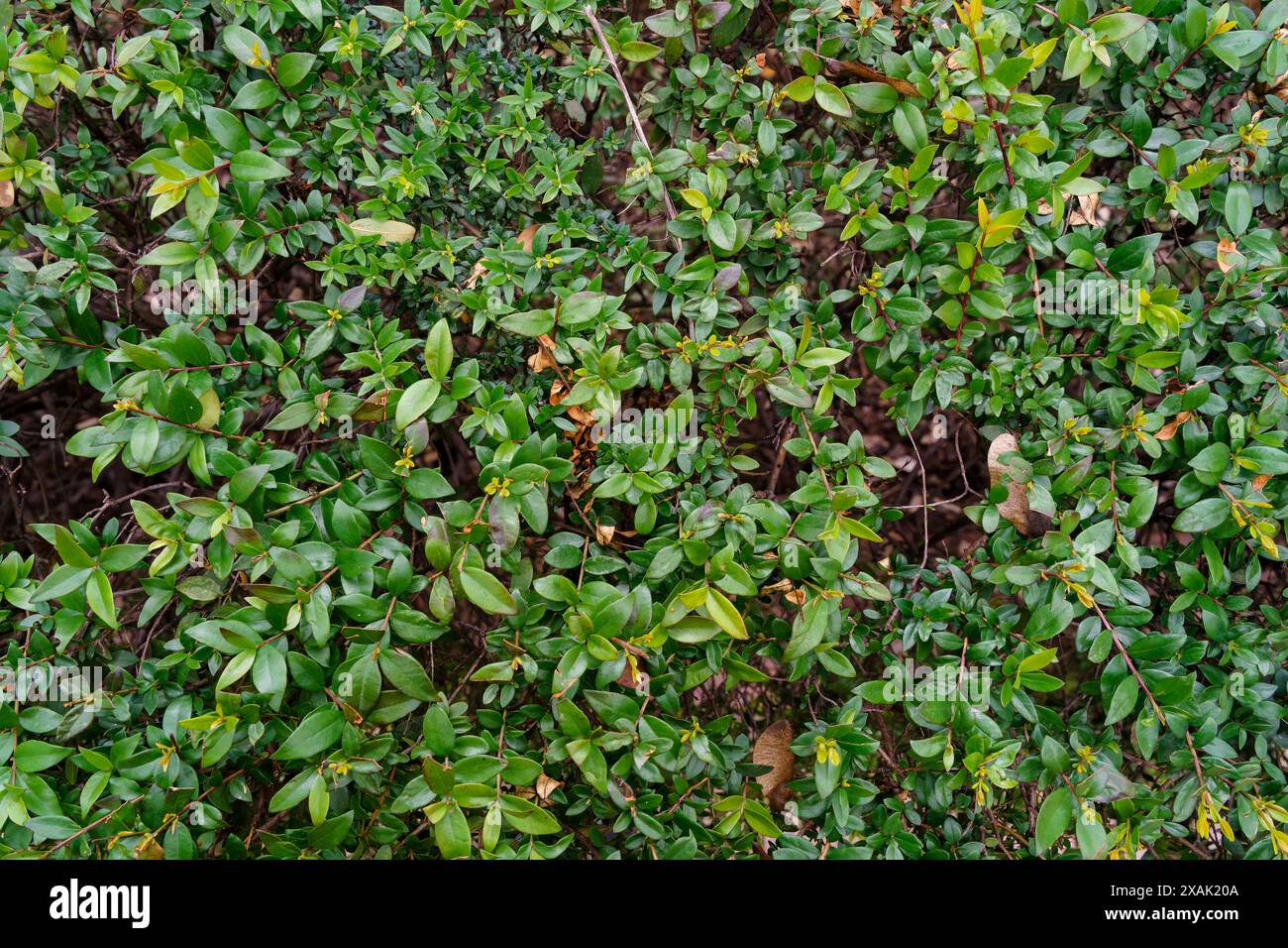 Close up of verdant shrubbery in a garden captured on a bright day ...
