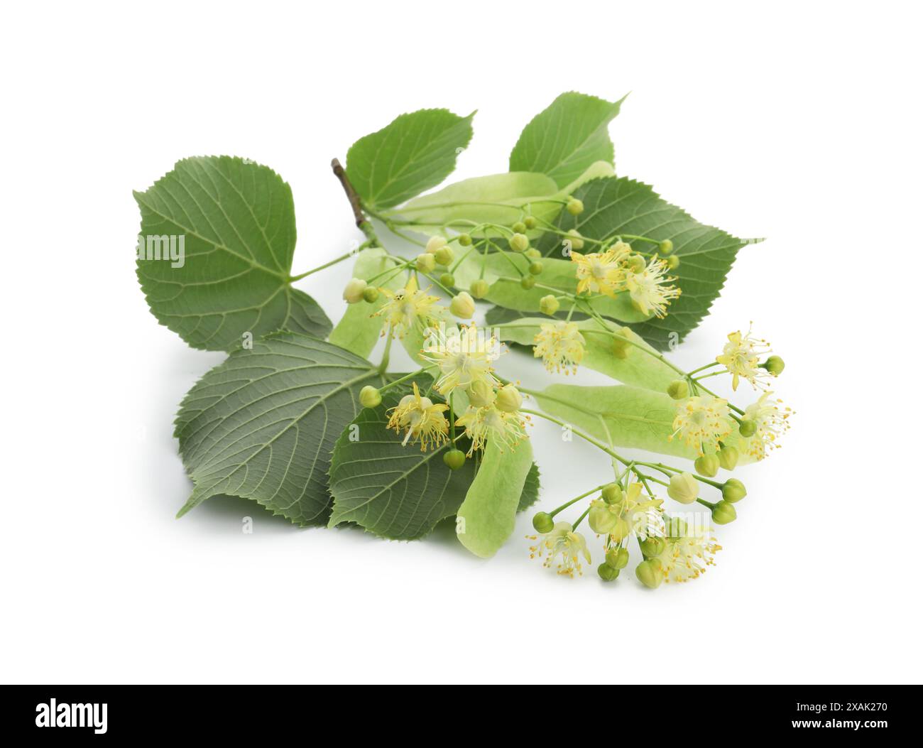Beautiful linden tree blossom with young fresh green leaves isolated on ...