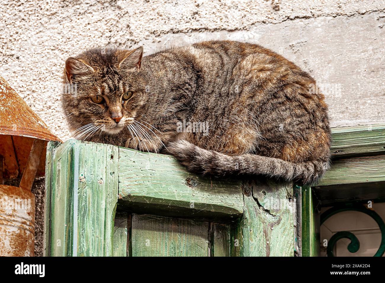 a cat watches the street sitting comfortably on a window Stock Photo ...