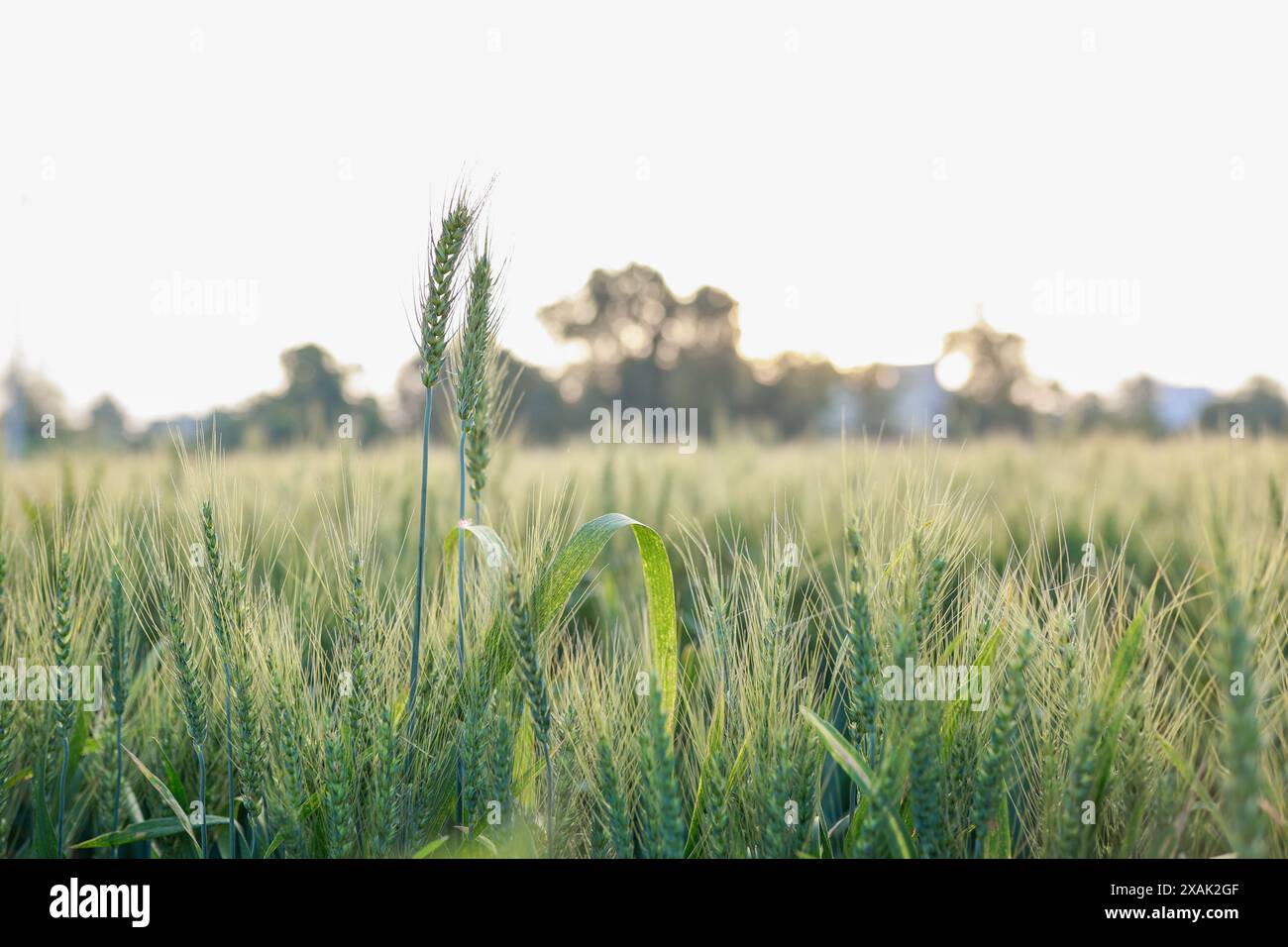 Indian wheat hi-res stock photography and images - Alamy