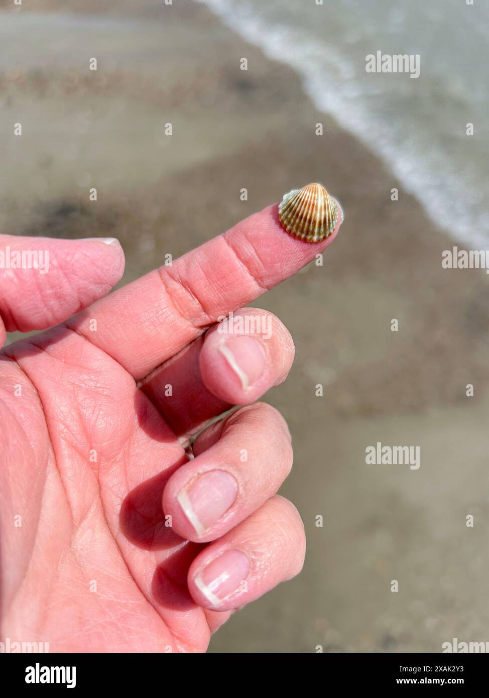 Small cockle shell Stock Photo - Alamy