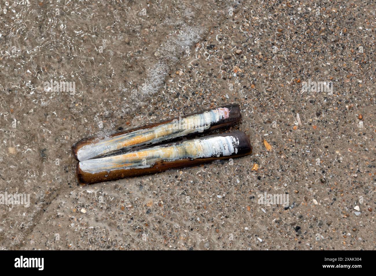 Razor shell on the beach Stock Photo - Alamy